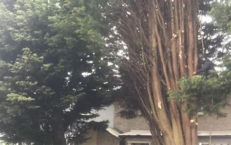 Tree Surgery Acorn Tree Landcapes