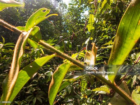 보카 타파다 근처 코스타리카의 열대 우림을 통해 하이킹 0명에 대한 스톡 사진 및 기타 이미지 0명 기후 묘사 나무 Istock
