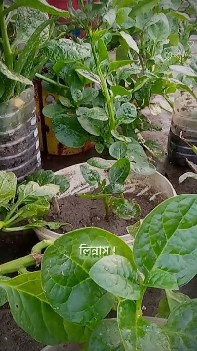 ছোট ছোট টবে বিভিন্ন ধরনের গাছ হয়েছে Youtube