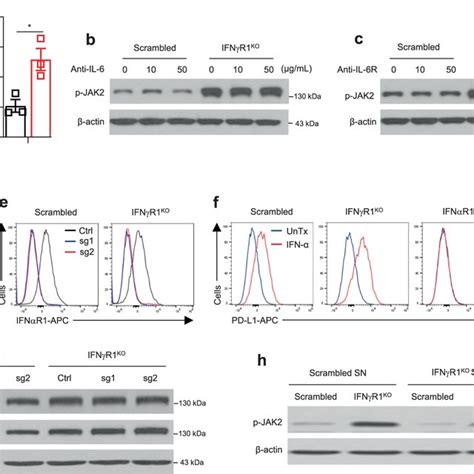 Activation Of Jak1 2 In Ifnγr1ko Cells Is Not Mediated By Extrinsic Download Scientific Diagram