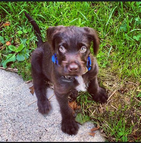 Chocolate Lab Pointer Mix Love This Babe Man Chocolate Lab Puppies New Puppy