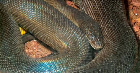 indonesian woman found dead inside python swallowed whole authorities