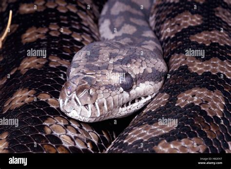 Carpet Python Morelia Spilota Portrait Labial Scales Capable Of