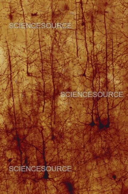 Cerebral Cortex Nerve Cells Lm Stock Image Science Source Images