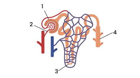 Sistem Pembentukan Urine Id