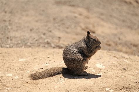 Premium Photo Female Ground Squirrel Rodent Or Gopher Eating Outdoor Wildlife