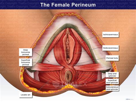 Perineum Muscles