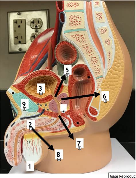 Reproductive Anatomy LAB FINAL Diagram Quizlet