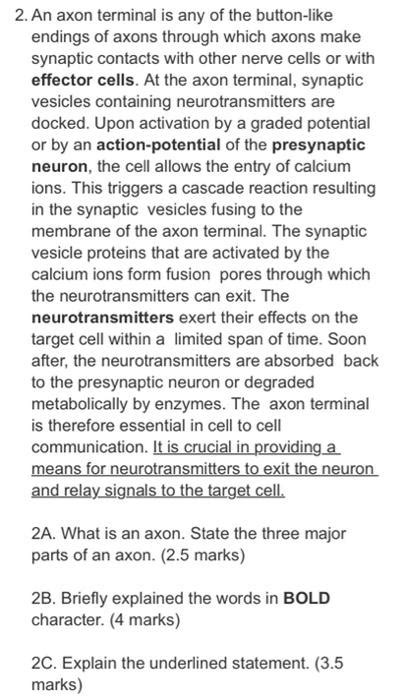 Solved 2 An Axon Terminal Is Any Of The Button Like Endings