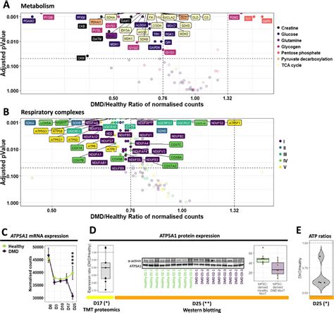 Illustration Of The Metabolic And Mitochondrial Phenotypes In Duchenne
