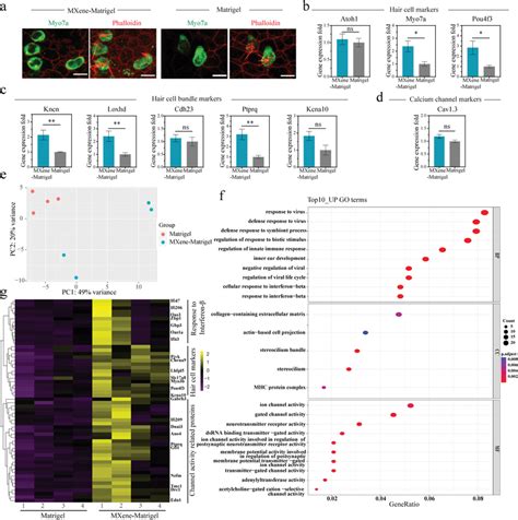 Characterization Of Mouse Cochlea‐orgs Cultured In Matrigel And