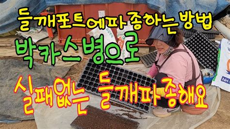 들깨모종만들기 편리하게 들깨파종하는방법 Youtube