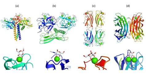 Examples Of Calcium Binding Lectins Proteins Are Depicted As Cartoons Download Scientific