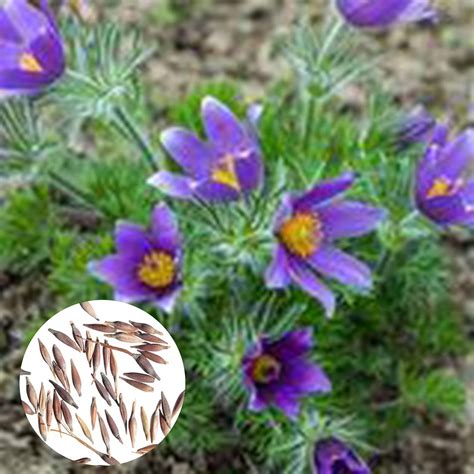 How To Grow Pasque Flower From Seed