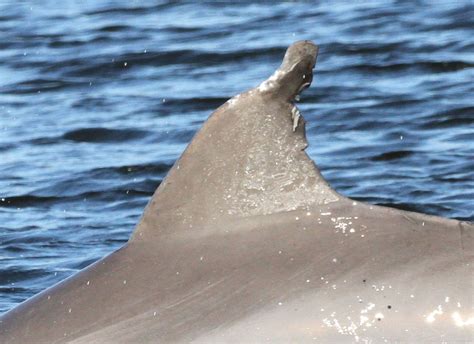 1000 Photos Of Dolphin Fins