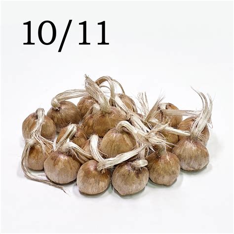 Crocus Sativus Size 1011