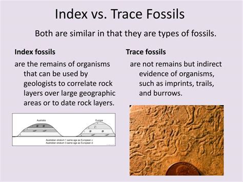 What Is The Difference Between Fossils And Index Fossils At Alan