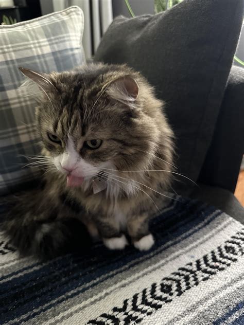 Blep After Waking Up Scrolller