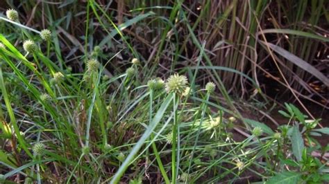 What Are Sedge Weeds And How To Remove Them From Your Lawn
