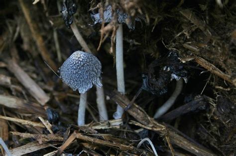 Coprinopsis Macrocephala Coprinopsis Macrocephala Picture Mushroom