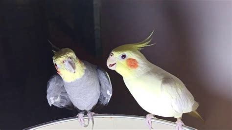 Singing Cockatiel Compilation Sounds Of Cockatiel Bird Singing And