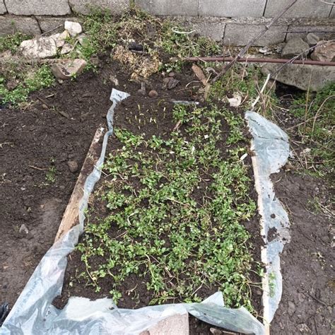 돌미나리와 미나리 차이 및 재배방법 네이버 블로그