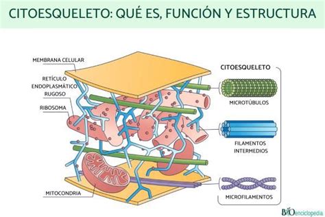 Citoesqueleto Qué Es Función Y Estructura Resumen In 2024