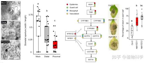 Cell Host And Microbe 马文勃团队揭示植物对真菌感染的细胞类型特异性反应 知乎