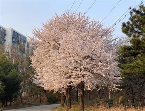 Sk인천석유화학 벚꽃 개방 일정 숨은 인천 벚꽃군락지 공유 네이버 블로그