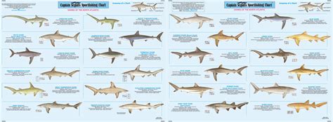 Species Shark Identification Chart Maverick Fishing Tackle