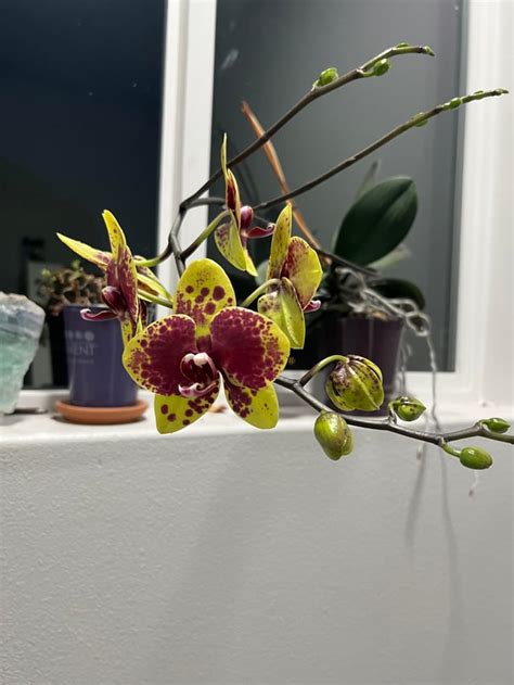 5 Days Without Sunlight R Orchids
