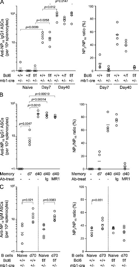 Memory B Cells Attain Functional Maturity As The Immune Response Download Scientific Diagram