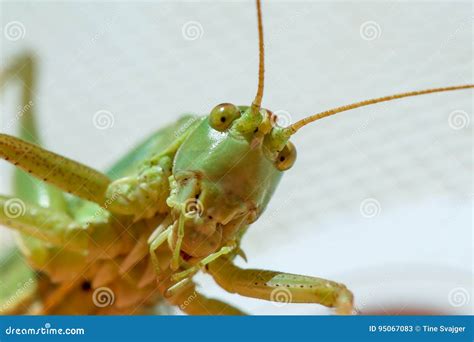 Grasshopper Closeup Stock Image Image Of Green Macro 95067083