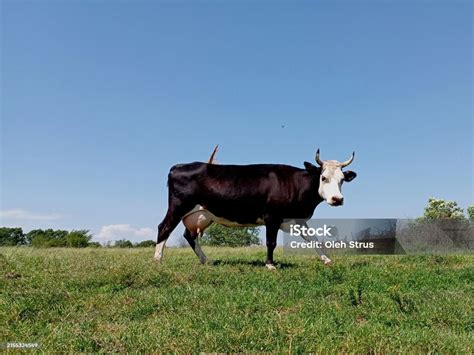 푸른 목초지의 흰 머리와 길고 날카로운 뿔을 가진 귀여운 검은 소 가축이 있는 자연 경관 소 농장은 소를 방목하는 것을