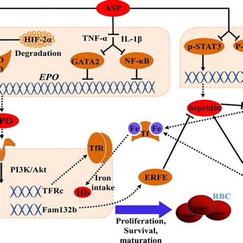 Schematic Representation Of The Extraction Purification Biological Download Scientific
