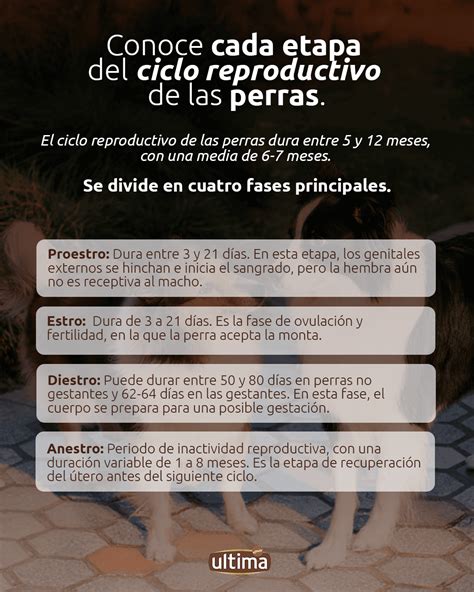 Cuánto Dura El Sangrado De Una Perra En Celo Ultima