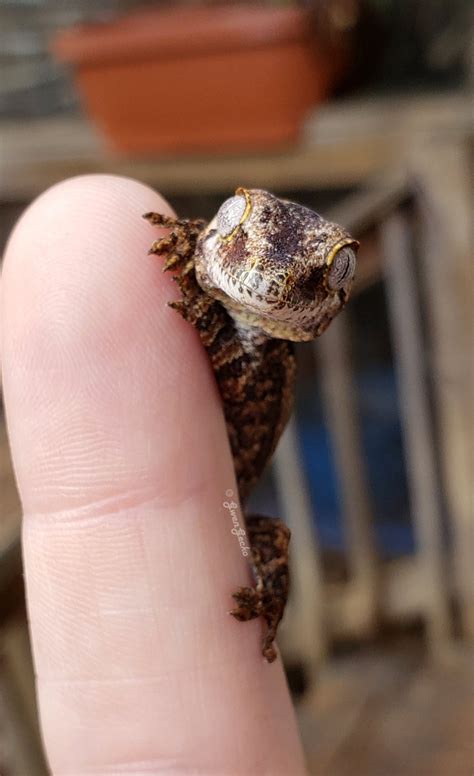Tank The Tiny R Geckos