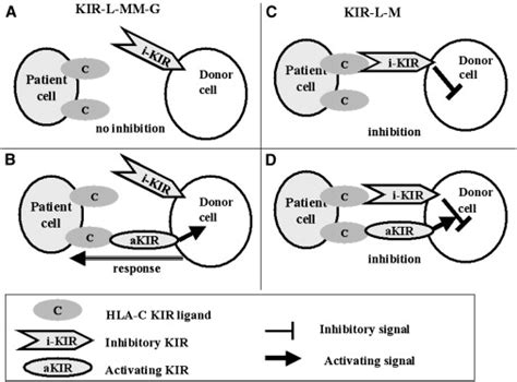 Model Of Interaction Between Activating Kir And Cognate Kir Ligand