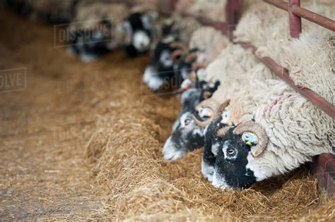 In Lamb Ewes In Lambing Shed Receiving A Complete Silage Based Diet Cumbria England Royalty