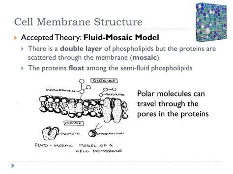 PPT Cell Biology The Cell Membrane PowerPoint Presentation Free Download ID