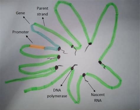 The Interphase Nucleus Appears To Be A Highly Structured Org Quizlet