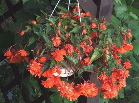 Orange Trailing Pendula Begonia