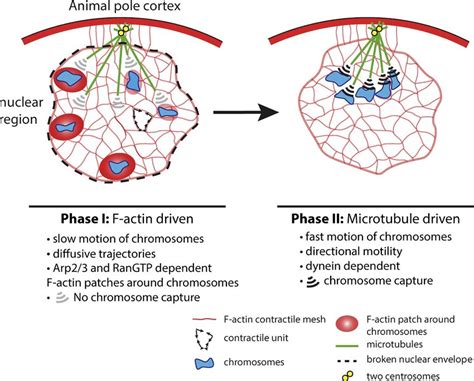 Chromosomes Organize Their Own Actin Shell To Delay Their Capture By Download Scientific