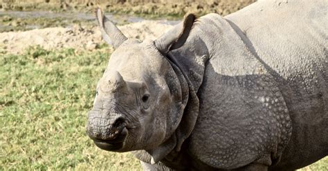 지난해 인도코뿔소 46년 만에 밀렵 0