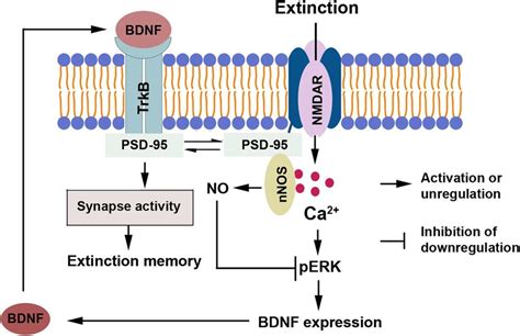 A Model Of Signaling Pathway Whereby Nmdars Activation And It Mediated Download Scientific