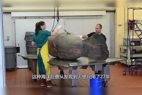 因为太好吃了这种海洋巨兽从发现到灭绝只用了27年