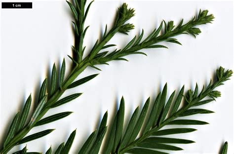 Sequoia Sempervirens Trees And Shrubs Online