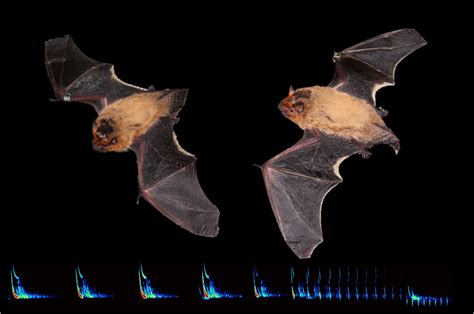 how do echolocating bats perceive distance — mary bates phd