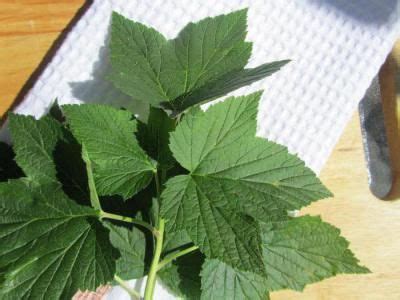 как сделать ферментированный чай из листьев смородины | Plant leaves ...