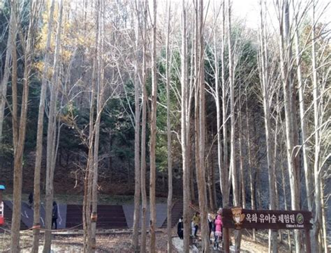 옥화자연휴양림 숲해설 유아숲체험 프로그램 종료